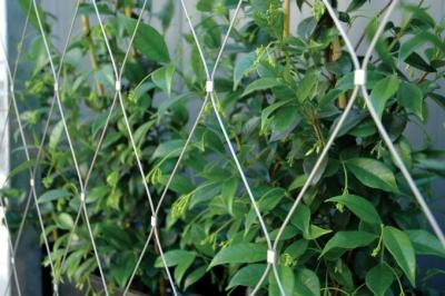 China Wire Mesh Rope Netting for sale