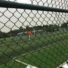 Chinese Supplier High Quality Galvanized Welded Wire Mesh Panels
