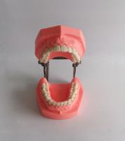 China Colorful Brushing Plastic Dental Teeth Model Removable for sale