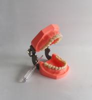 China Colorful Brushing Plastic Dental Teeth Model Removable for sale