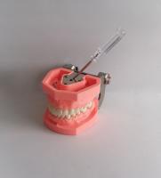 China Colorful Brushing Plastic Dental Teeth Model Removable for sale