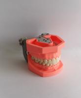 China Colorful Brushing Plastic Dental Teeth Model Removable for sale