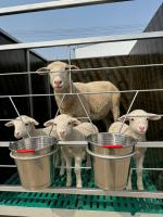 China Five-Stall Linked Calf Pen for sale