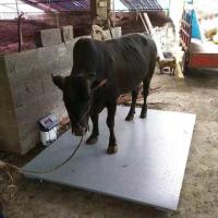 China Livestock Floor Scale for sale