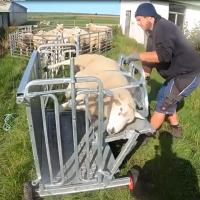 China Sheep Turnover Crate for sale