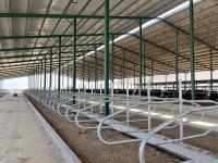 China Cow Free Stall for sale