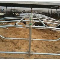 China Cow Free Stall for sale