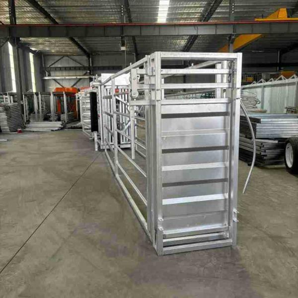Quality Cattle Cow Weighing & Sorting System Hot Dip Galvanized Squeeze Chute for sale
