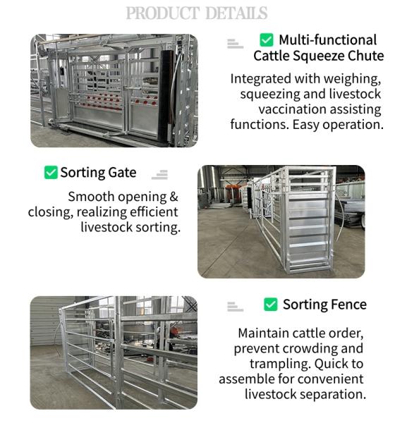 Quality Cattle Cow Weighing & Sorting System Hot Dip Galvanized Squeeze Chute for sale