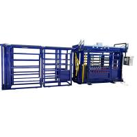 China Hydraulic Cattle Cow Weighing & Sorting System for sale