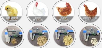 China Van de de Kippenkoe van 37KW 380V Volwassen het Voerproductielijn 5TPH Te koop