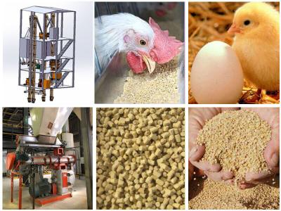 Cina linea di produzione dell'alimentazione di pollo di 22kw 2TPH piccola alimentazione del pollame che fa macchina in vendita