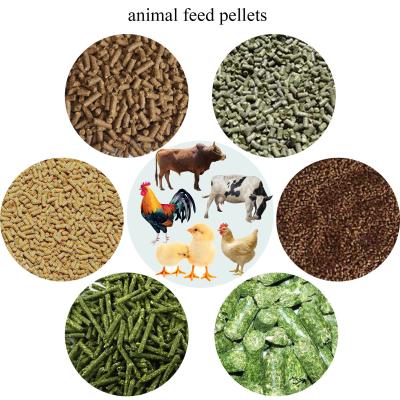 Cina linea di produzione dell'alimentazione di pollo 55kw macchina di fabbricazione dell'alimentazione animale in vendita