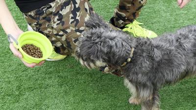 Cina Ciotola pura del cane del silicone di viaggio 100% pieghevole per i viaggi che fanno un'escursione il canile & i cani di campeggio che alimentano le ciotole in vendita