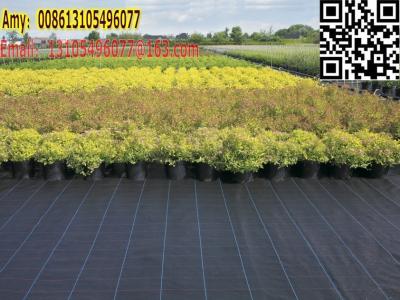 China high quality export America pp weed control cover /weed barrier/ground cover fabric for sale