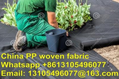 China 2017 high quality pp ground cover 100% virgin material 100g 3 years service life or 5 years life for sale