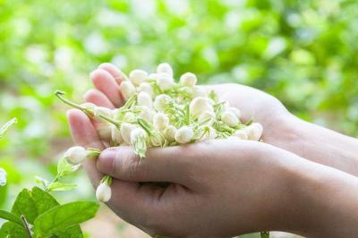 Cina Olio fresco del profumo dell'aroma dell'olio del respiro dell'olio essenziale dell'olio di fragranza per il diffusore del profumo dell'aroma in vendita
