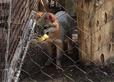 Cina Tipo tessuto zoo protettivo Mesh Metal Netting di acciaio inossidabile Ss304 1.5mm in vendita