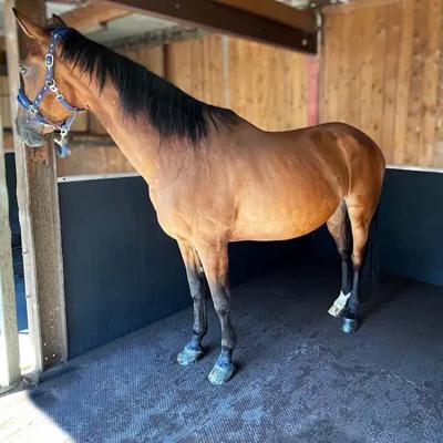 Cina Stuoia di gomma stabile dell'anti cavallo di slittamento in vendita