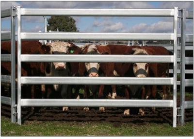 Cina 30*60*1.6mm Oval Pipe economic Full Welded Used Horse Corral Panels For Farm in vendita