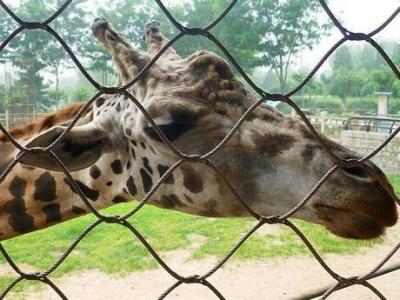Cina Stainless Steel Wire Rope Deer Enclosure Mesh in vendita