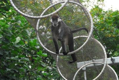 Cina Stainless Steel Wire Rope Mesh for monkey in vendita