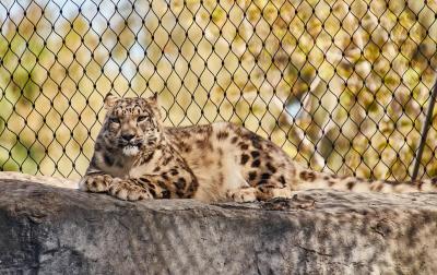 Cina stainless steel wire rope mesh tiger fencing in vendita