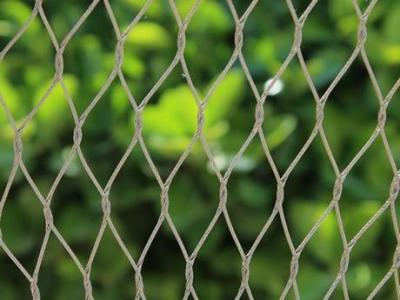 Cina Stainless Steel Wire rope aviary mesh in vendita