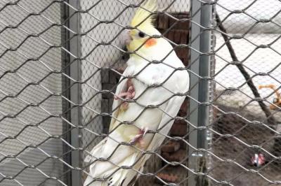 China X-Tend Mesh Stainless Steel Aviary Mesh Ferrule Type for sale
