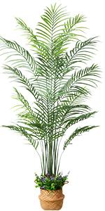  6 Feet Areca Palm Tree