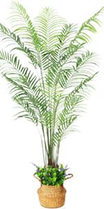  6.5 Feet Areca Palm Tree