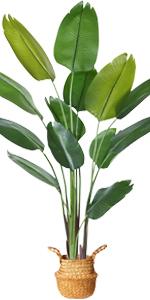 6FT Bird of Paradise