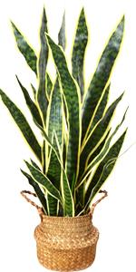 37 Inch snake plant
