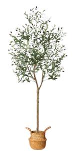 6Ft Olive Tree