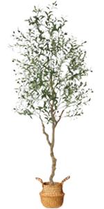 7 Feet Olive Tree