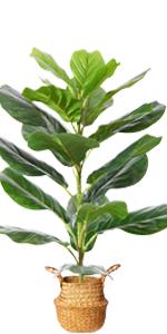 30 Inch Fiddle Leaf Fig Tree