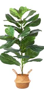 37 Inch Fiddle Leaf Fig tree