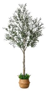 10Ft Olive Tree Feet Olive Tree