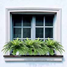 window ferns