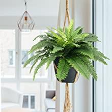 hanging ferns