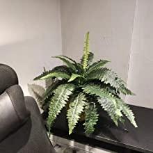 indoor ferns