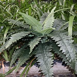 ferns plants