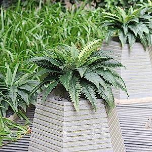 large ferns