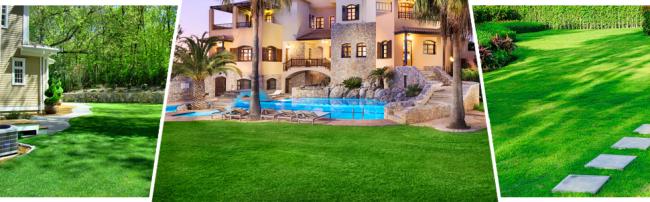turf grass