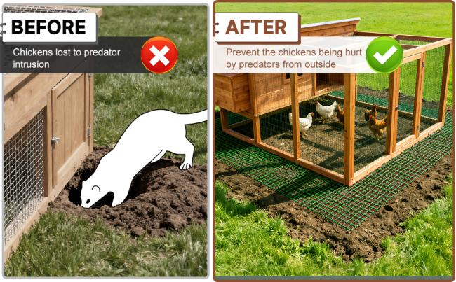 Chicken Wire Bottom Predators Resistant