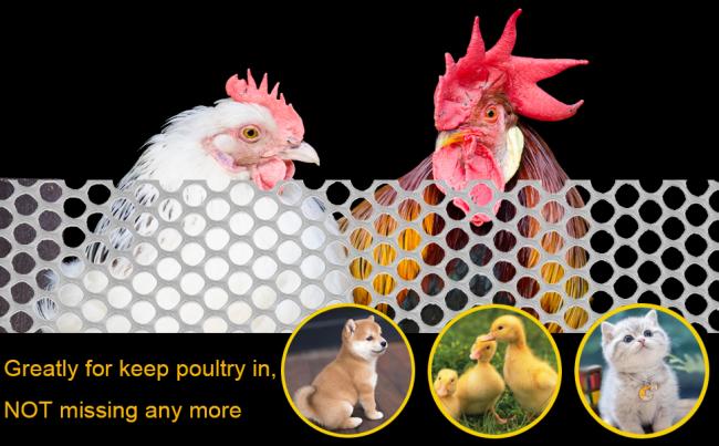 poultry