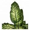China Artificial Green Dieffenbachia Plant 2 Pack - Faux Indoor Plant Spray - EverGreen Greenery For Home Or Office Decor for sale