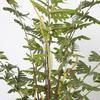 Cina Spinulosa Fern Plants Bushes Fake Shrubs Greenery Plants Faux Fern Snakewood Outdoors UV Resistant Garden Plants in vendita