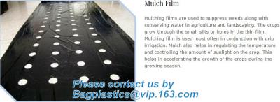 Cina Weed Control Mulch Film, Agriculture Vegetable Black PE Films, 5 Holes Greenhouse Perforated Film in vendita