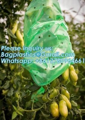 Cina Perforated Tomato Tube Cover Frost Protection Bag Garden Used Cover Tomato Growing Covers Sleeves With Ties in vendita